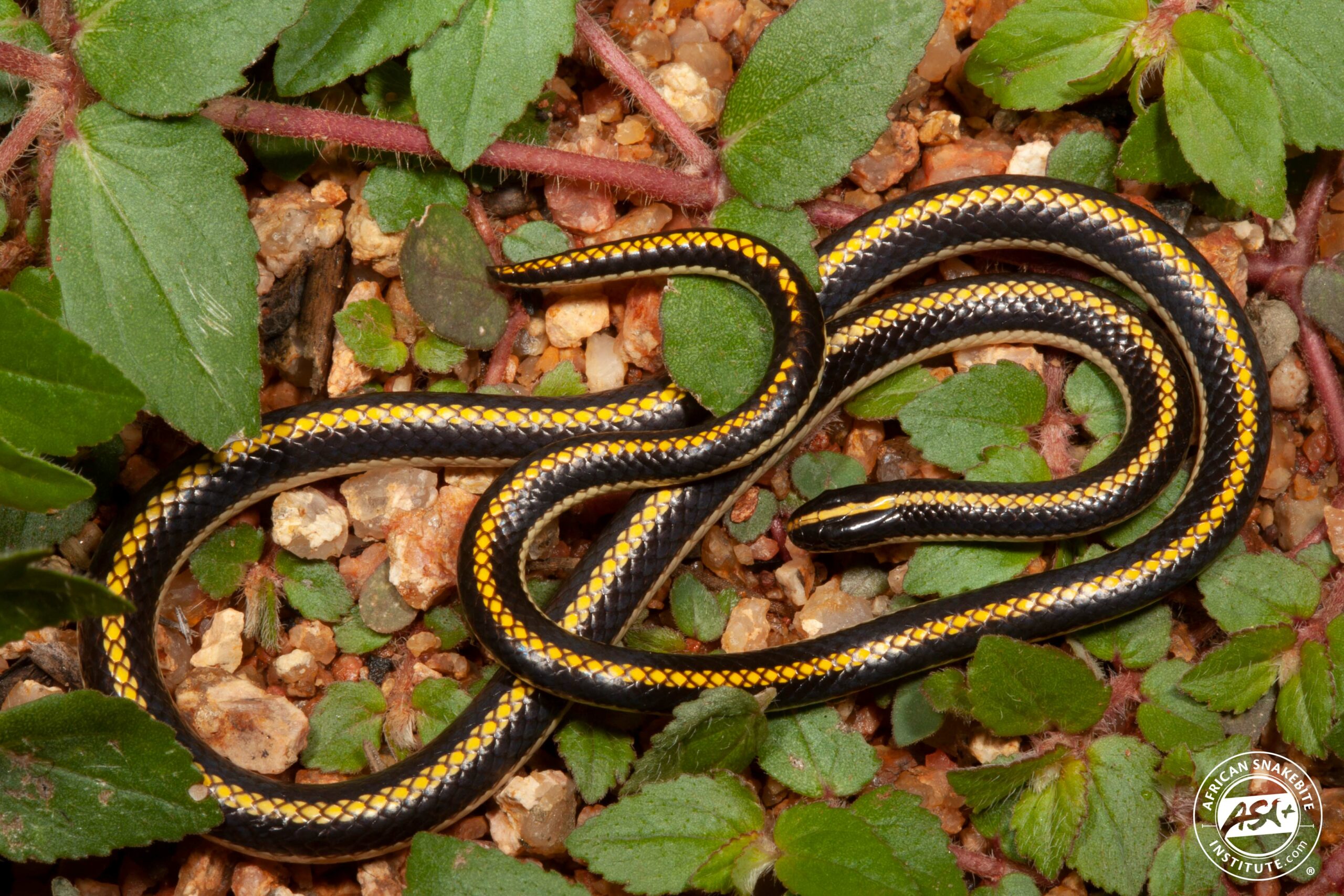 Striped Harlequin Snake - African Snakebite Institute