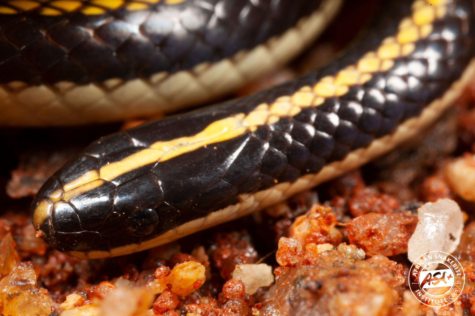 Striped Harlequin Snake - African Snakebite Institute