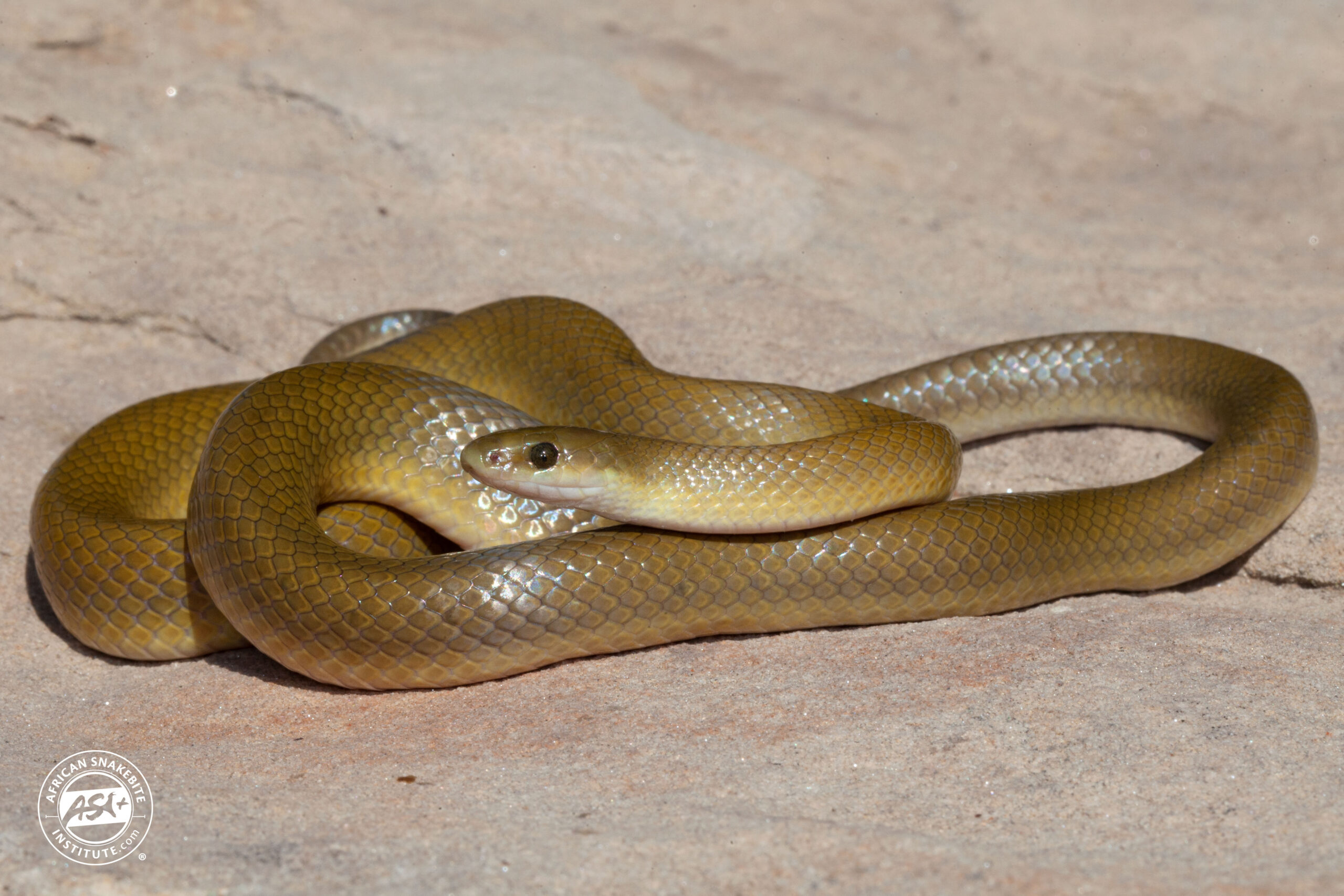 Yellow-bellied House Snake - African Snakebite Institute