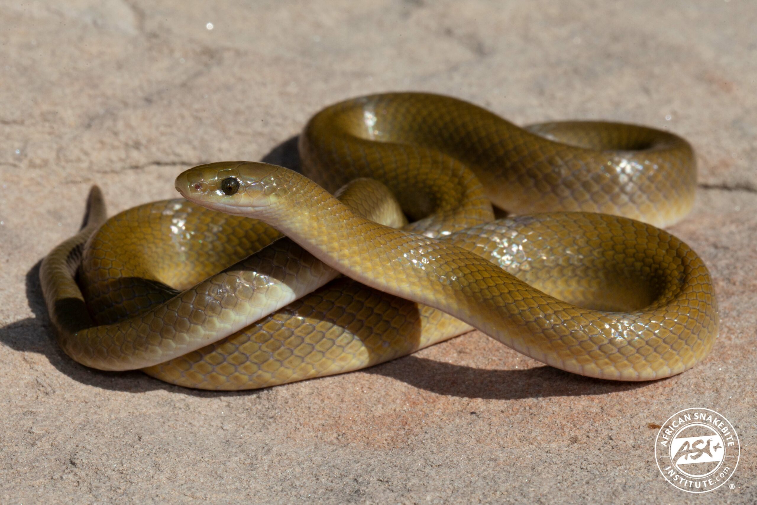 Yellow-bellied House Snake - African Snakebite Institute