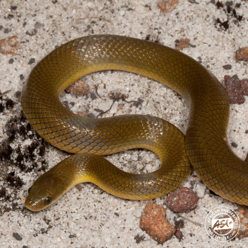 Yellow-bellied House Snake - African Snakebite Institute