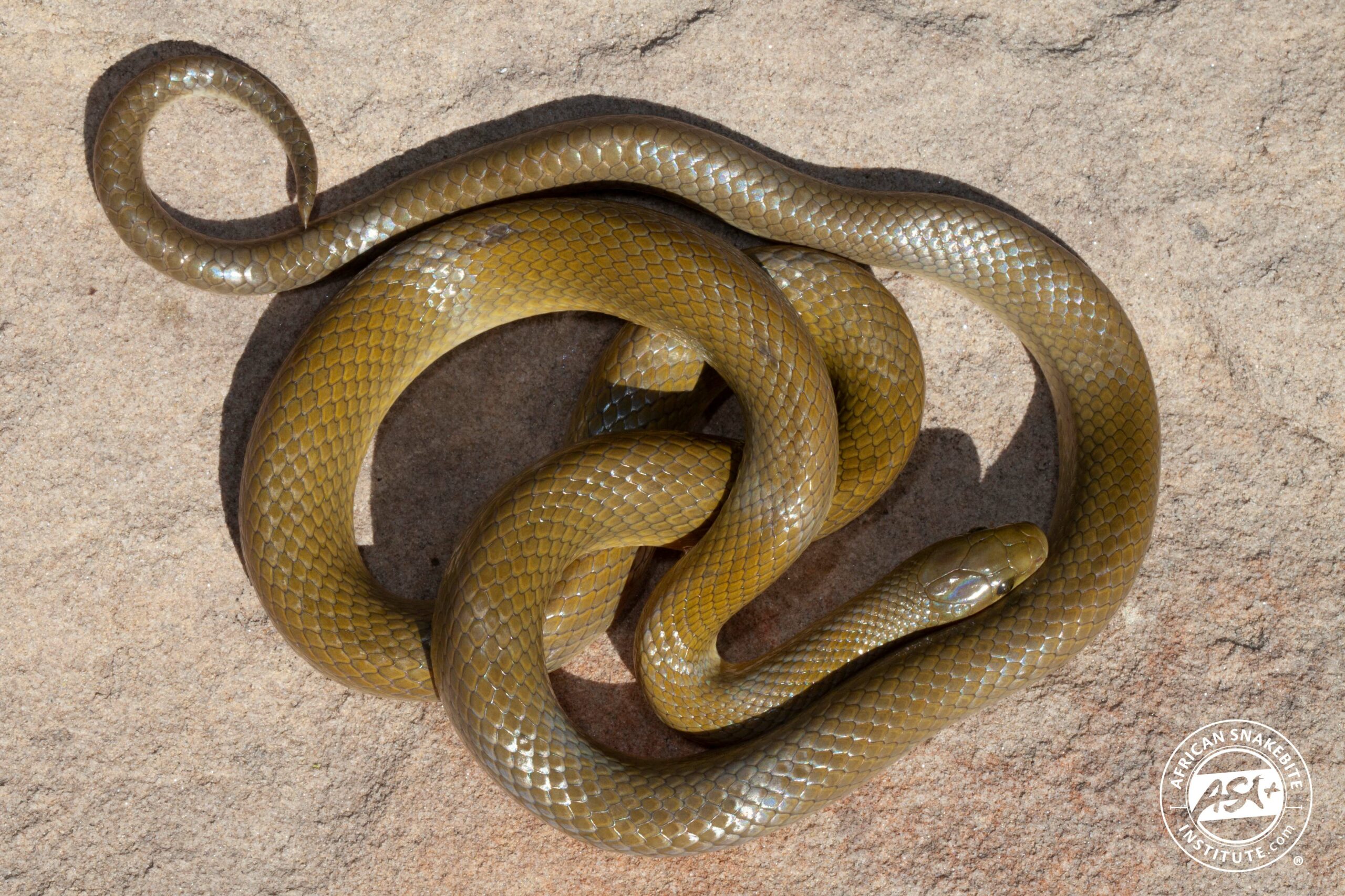 Yellow-bellied House Snake - African Snakebite Institute