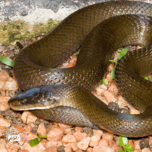 Olive Snake - African Snakebite Institute