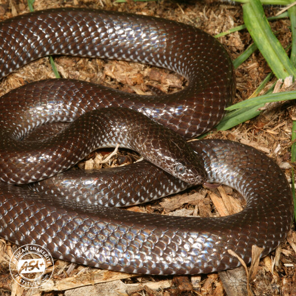 Common Wolf Snake - African Snakebite Institute