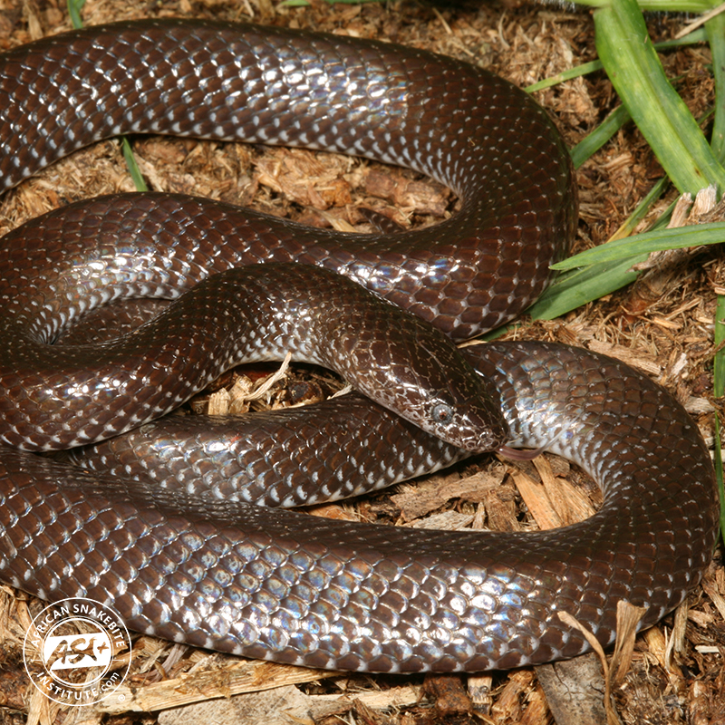 Common Wolf Snake - African Snakebite Institute