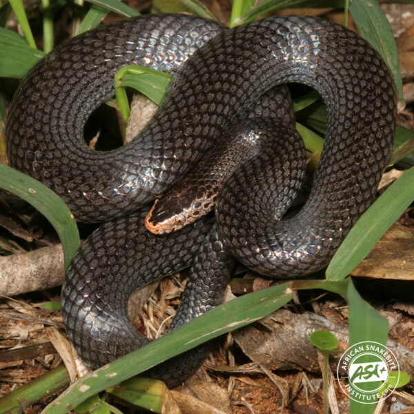 Pygmy Wolf Snake - African Snakebite Institute