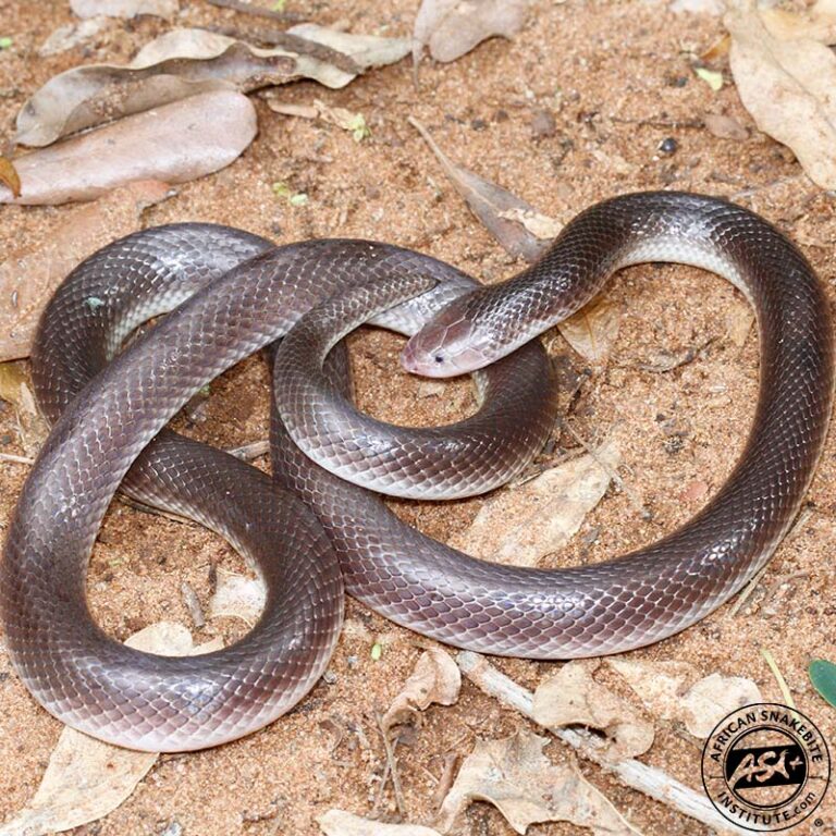 Bibron’s Stiletto Snake - African Snakebite Institute