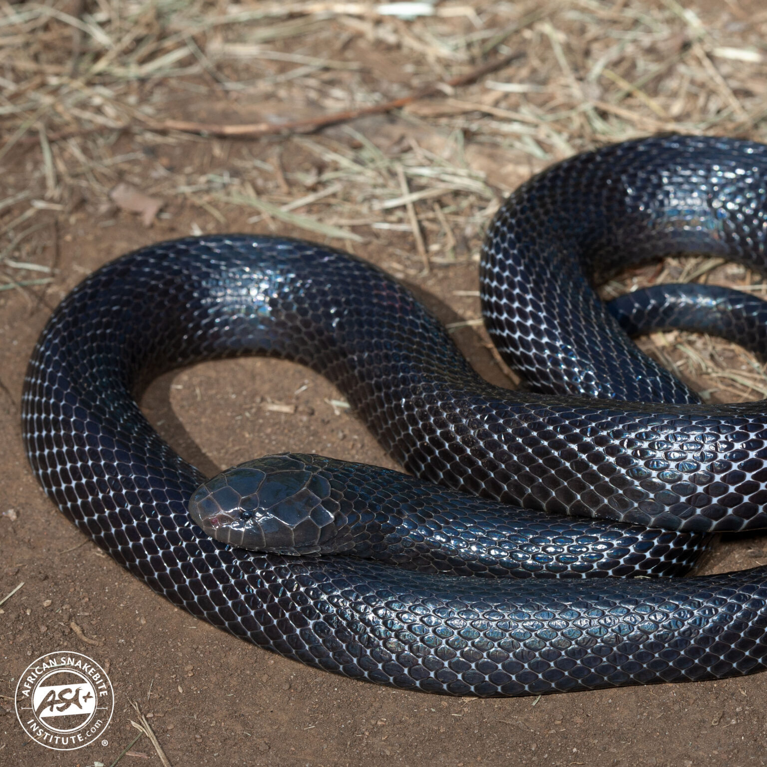 Natal Black Snake - African Snakebite Institute