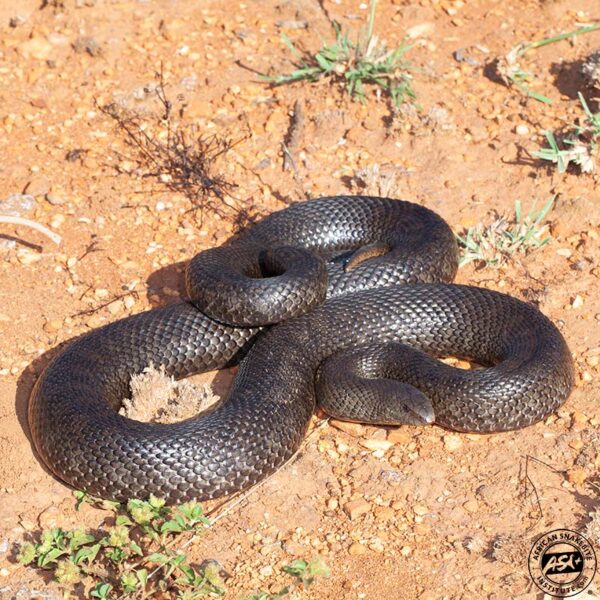 Mole Snake - African Snakebite Institute