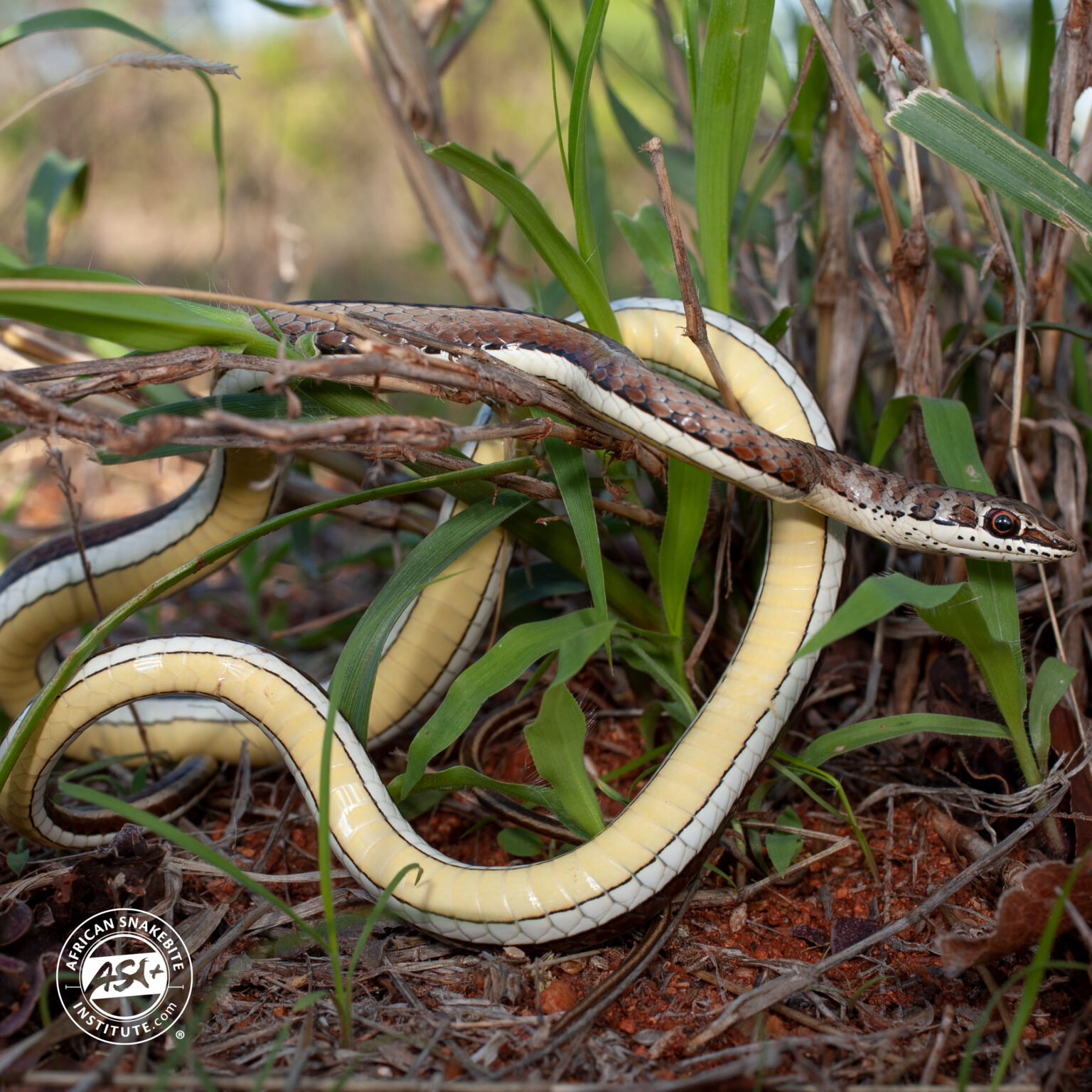 Western Yellow-bellied Sand Snake - African Snakebite Institute