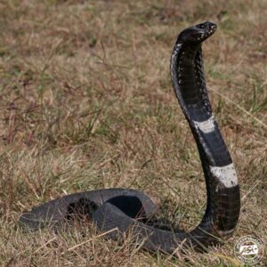 Rinkhals - African Snakebite Institute