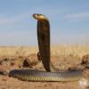 Snouted Cobra - African Snakebite Institute