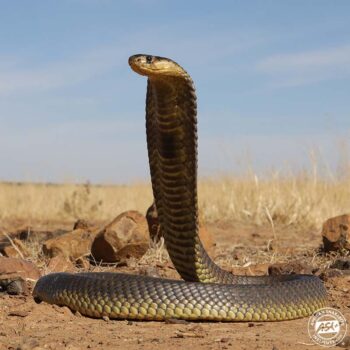 Snouted Cobra - African Snakebite Institute