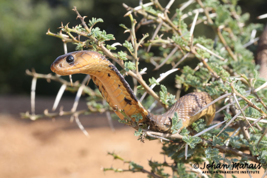 Snouted Cobra - African Snakebite Institute