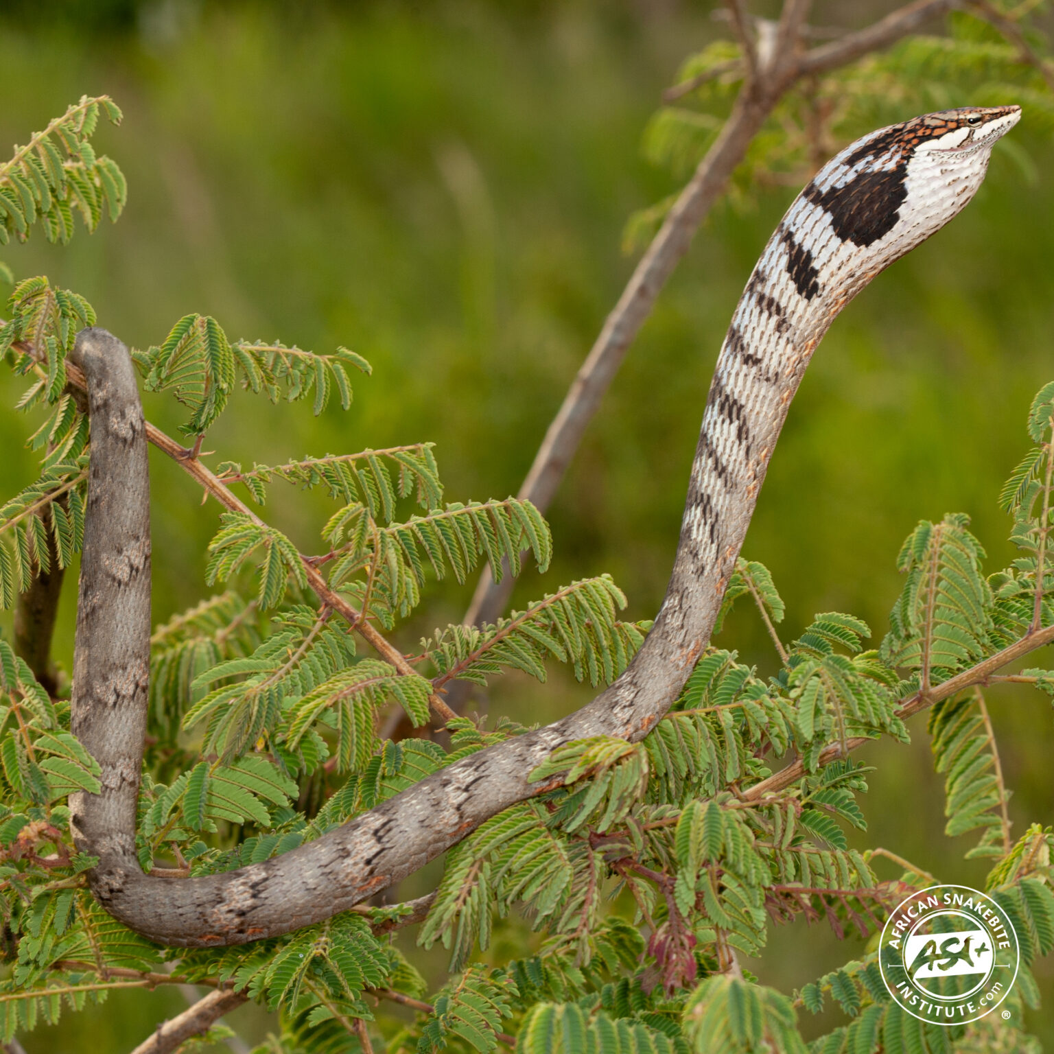 Southern Vine Snake - African Snakebite Institute