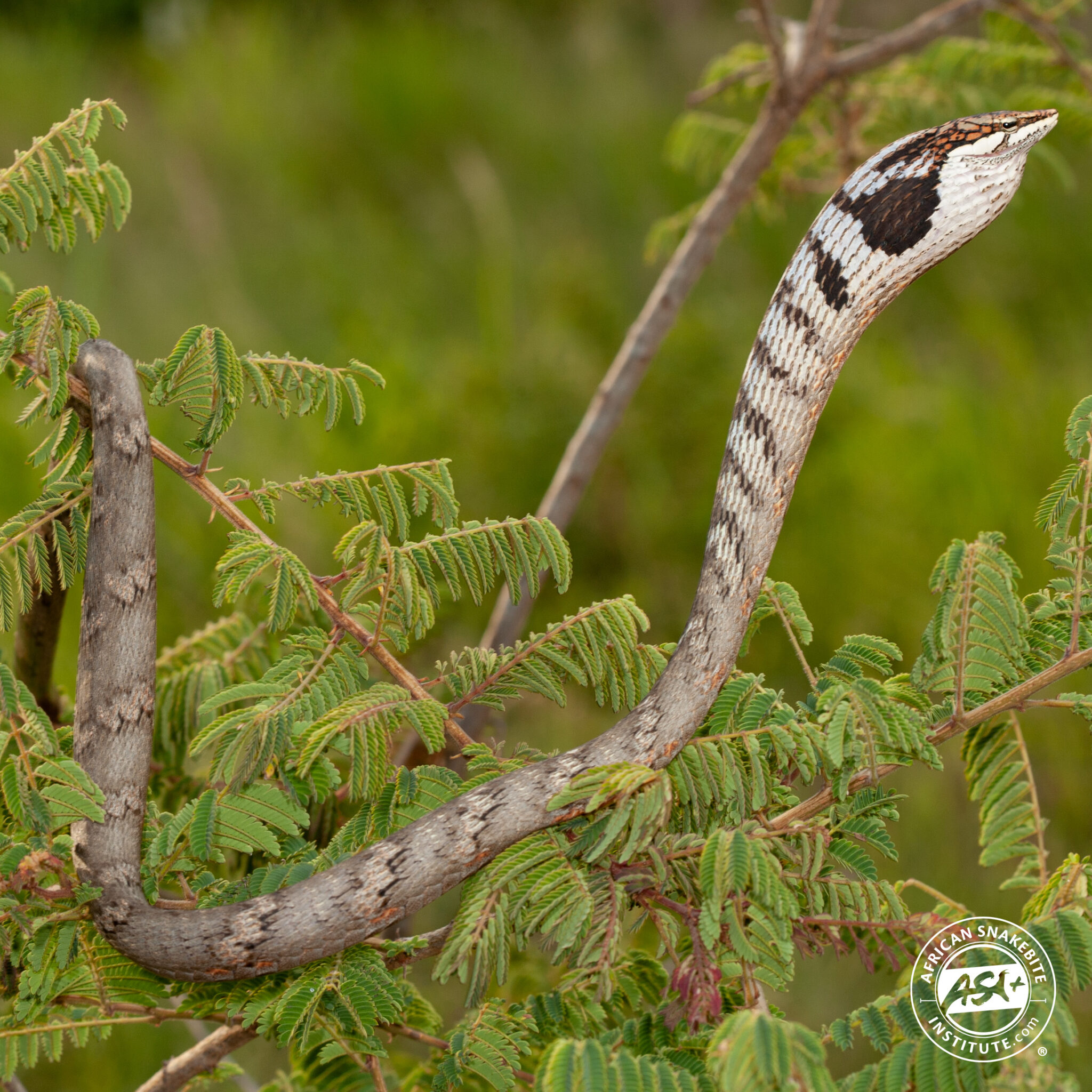 Southern Vine Snake - African Snakebite Institute