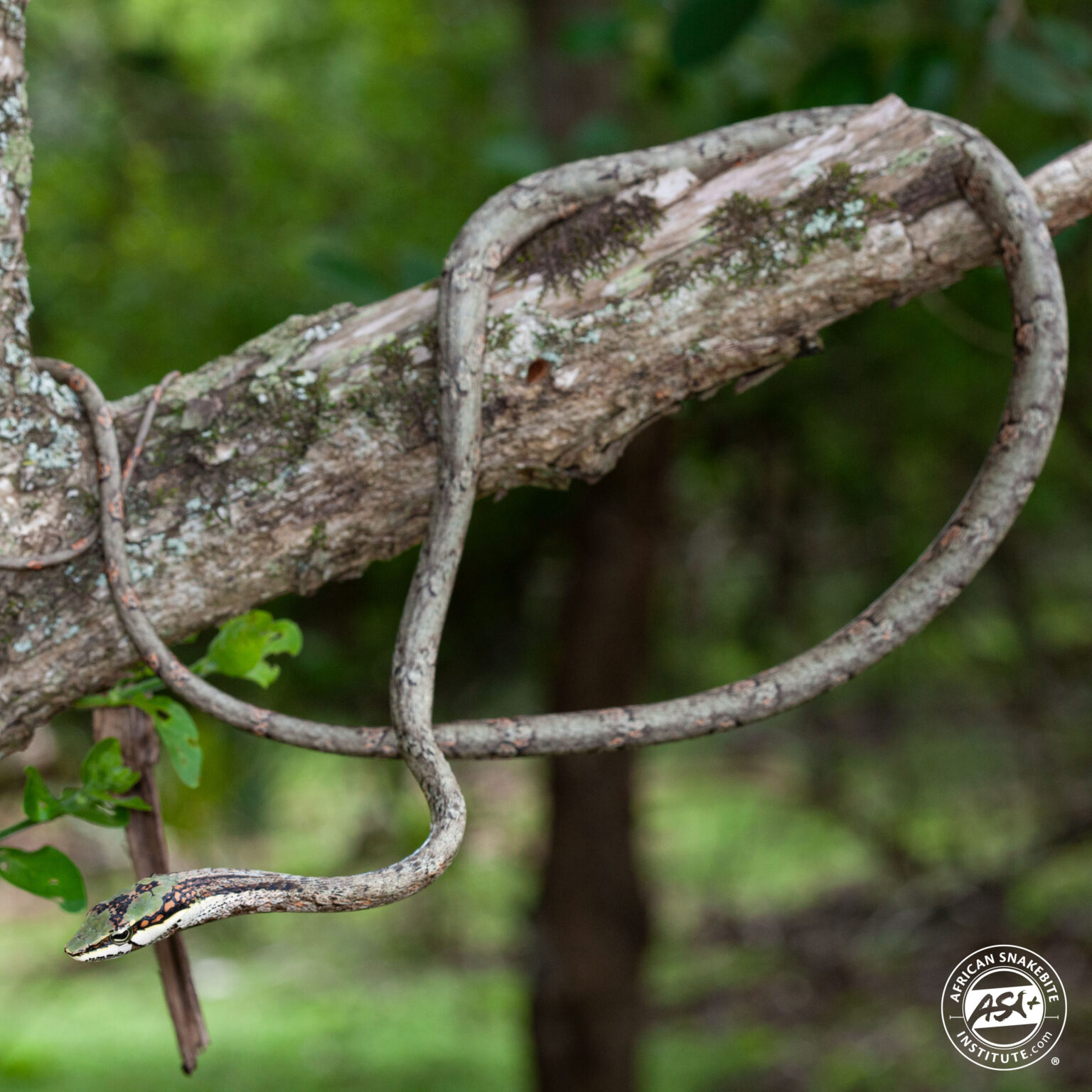 Southern Vine Snake - Africa - African Snakebite Institute