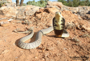 Snouted Cobra - African Snakebite Institute