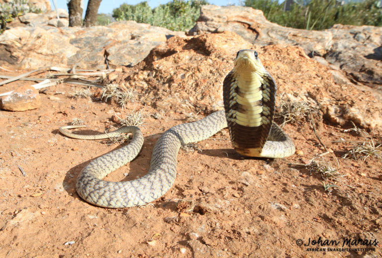 Snouted Cobra - African Snakebite Institute