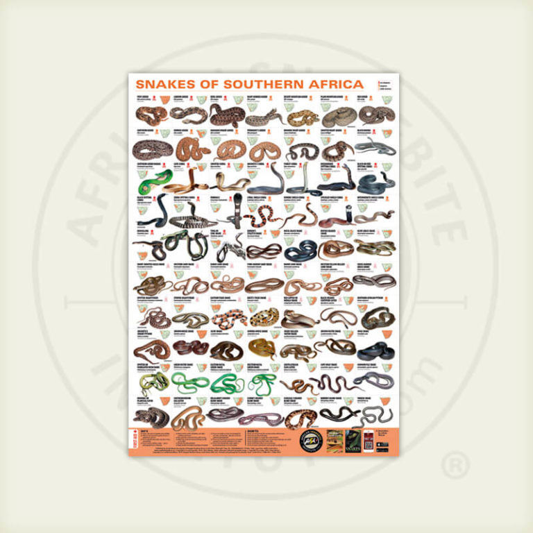 ASI Dangerous Snakes of Gauteng Poster (Printed) - African Snakebite ...