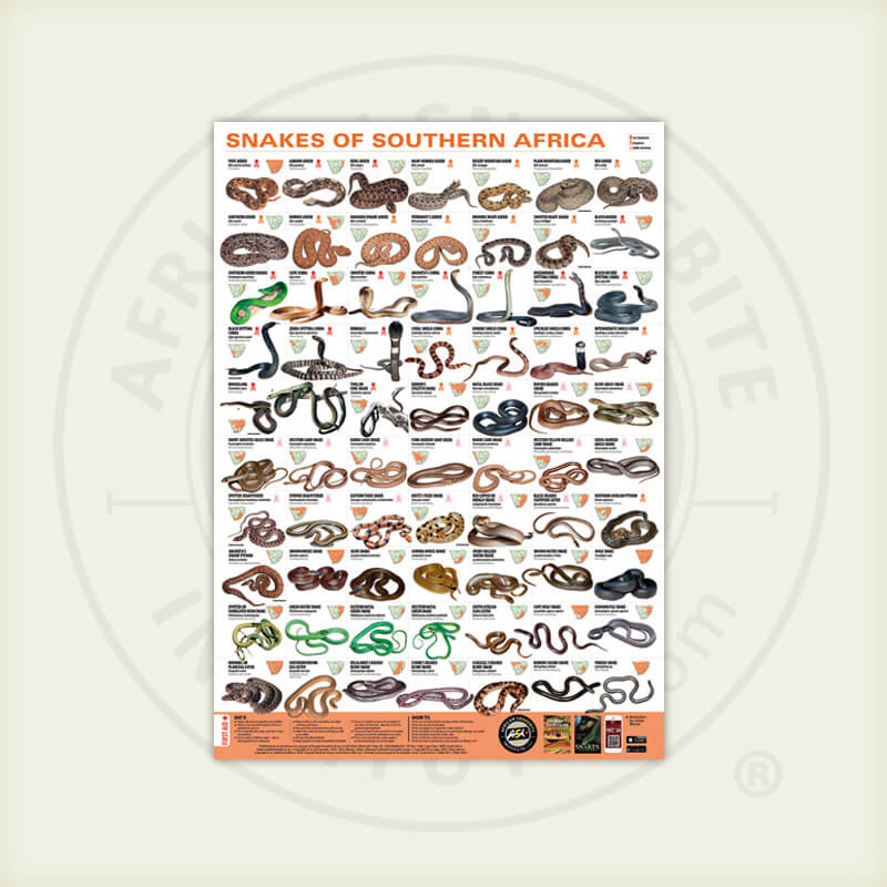ASI Dangerous Snakes of the Northern Cape Poster (Printed) - African ...