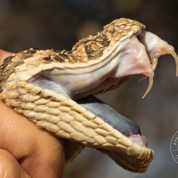 Newsletters - African Snakebite Institute