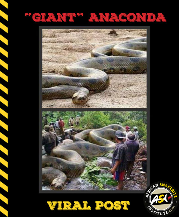 Giant Anaconda - African Snakebite Institute