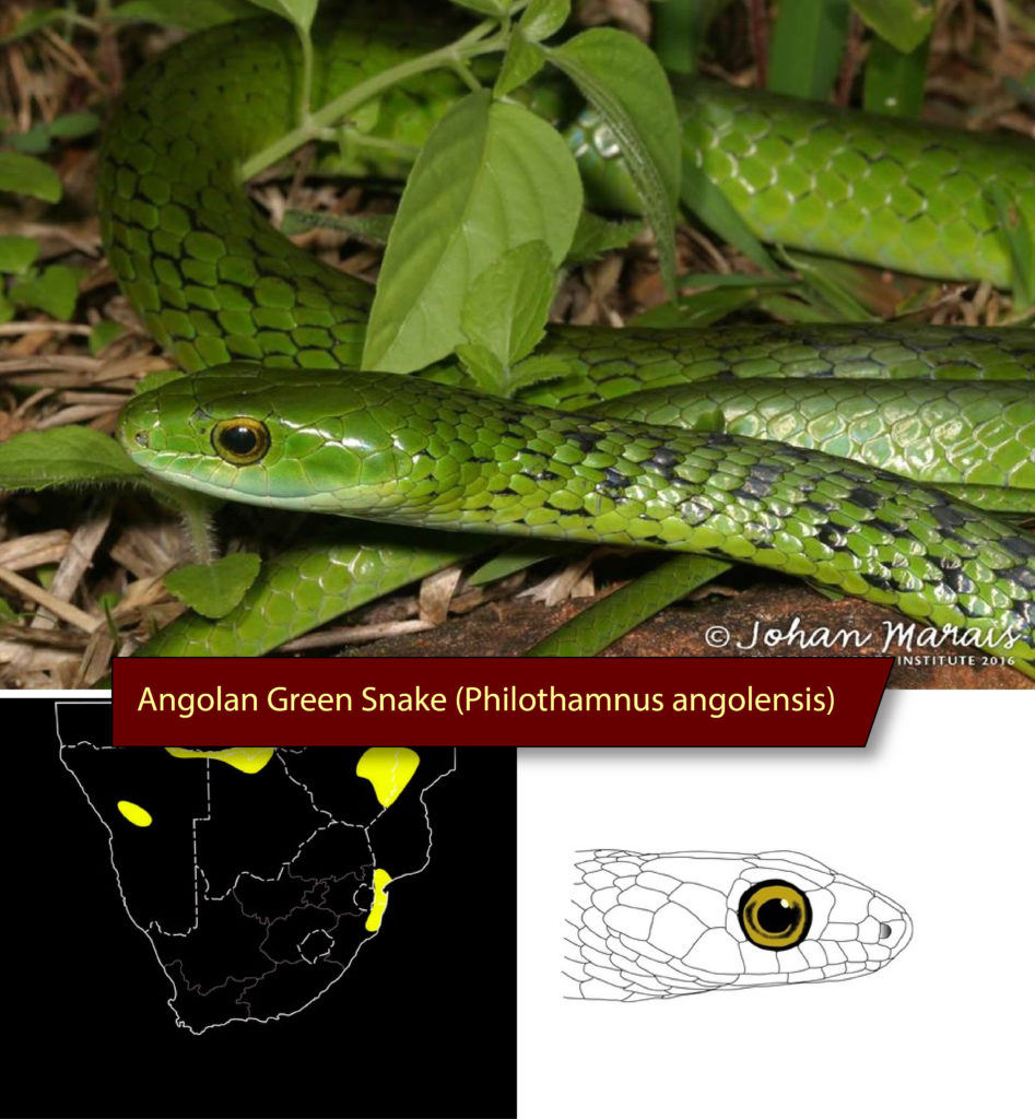 Identifying the Green Snakes of Southern Africa - African Snakebite ...