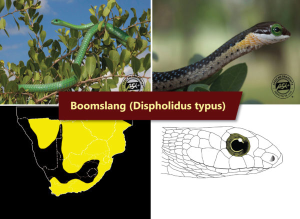 The 6 Common Green Snakes of South Africa - African Snakebite Institute