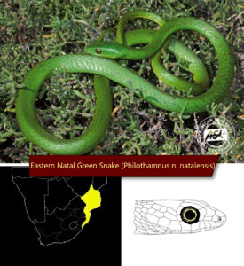 Identifying the Green Snakes of Southern Africa - African Snakebite ...