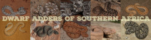 Dwarf Adders of Southern Africa - African Snakebite Institute