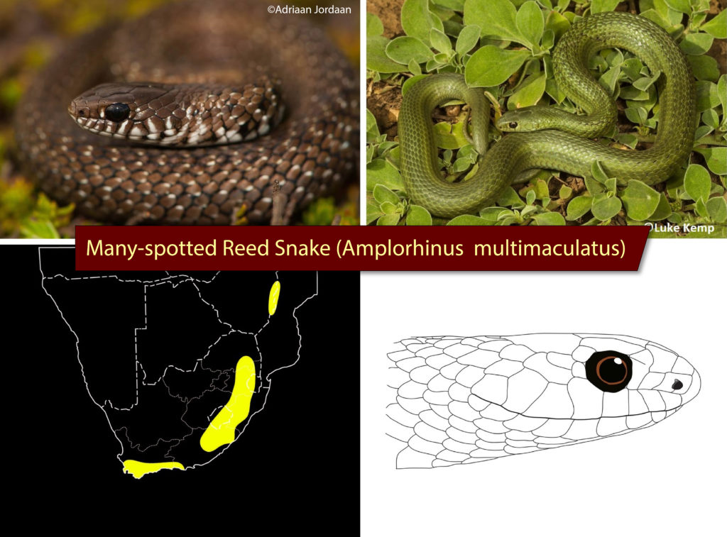 Identifying the Green Snakes of Southern Africa - African Snakebite ...