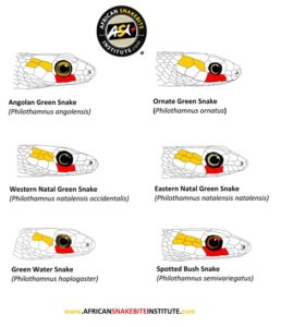 Identifying the Green Snakes of Southern Africa - African Snakebite ...