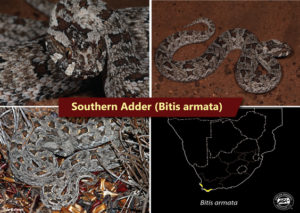Dwarf Adders of Southern Africa - African Snakebite Institute