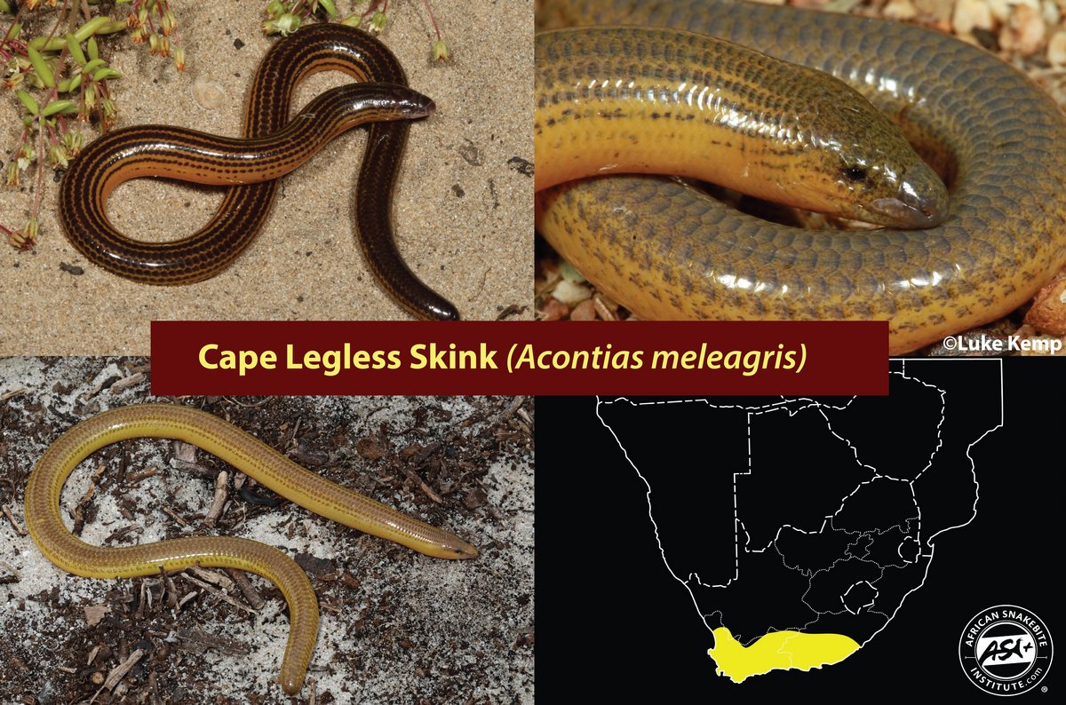 Not a snake but a Legless Skink - African Snakebite Institute