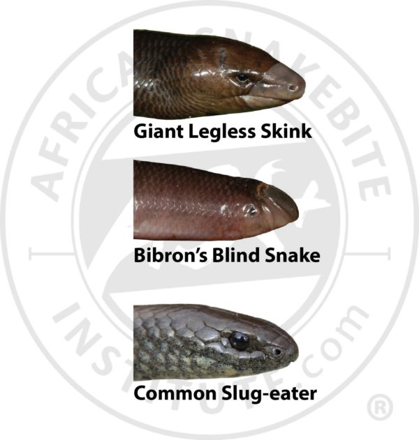 Not a snake but a Legless Skink - African Snakebite Institute