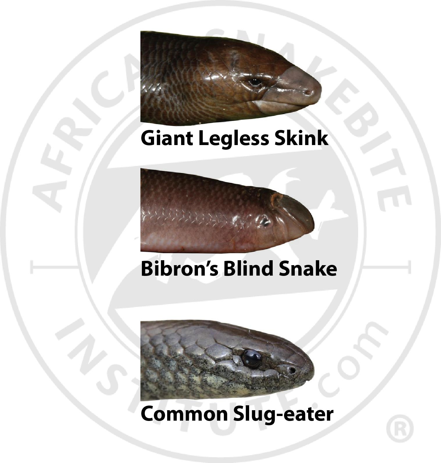 Not a snake but a Legless Skink - African Snakebite Institute