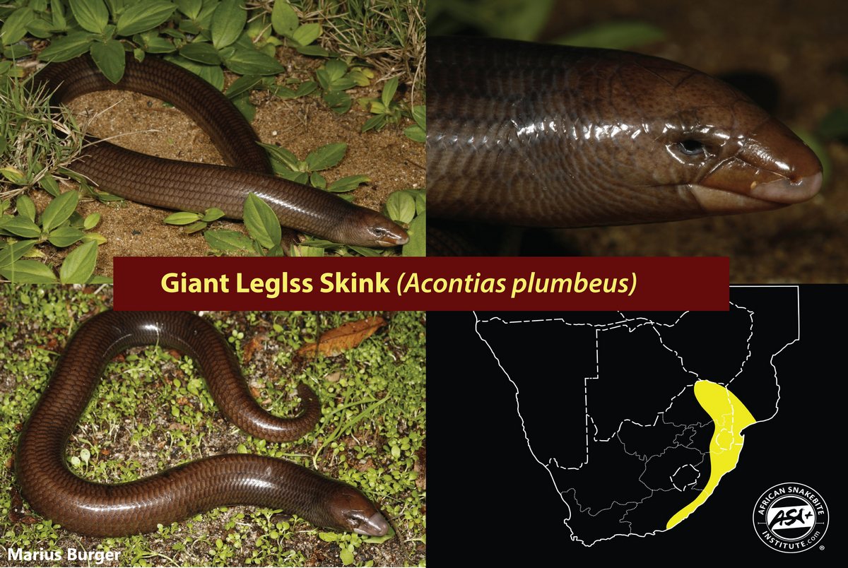 Not a snake but a Legless Skink - African Snakebite Institute