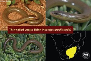 Not a snake but a Legless Skink - African Snakebite Institute