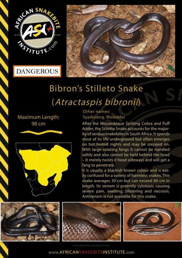 Beware of the Stiletto Snake - African Snakebite Institute
