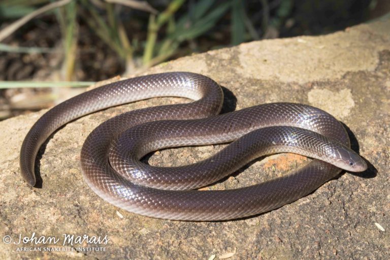 Beware of the Stiletto Snake - African Snakebite Institute