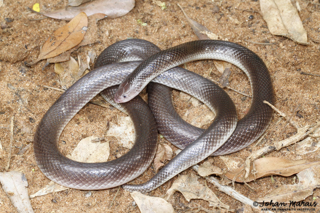 Bibron’s Stiletto Snake - African Snakebite Institute