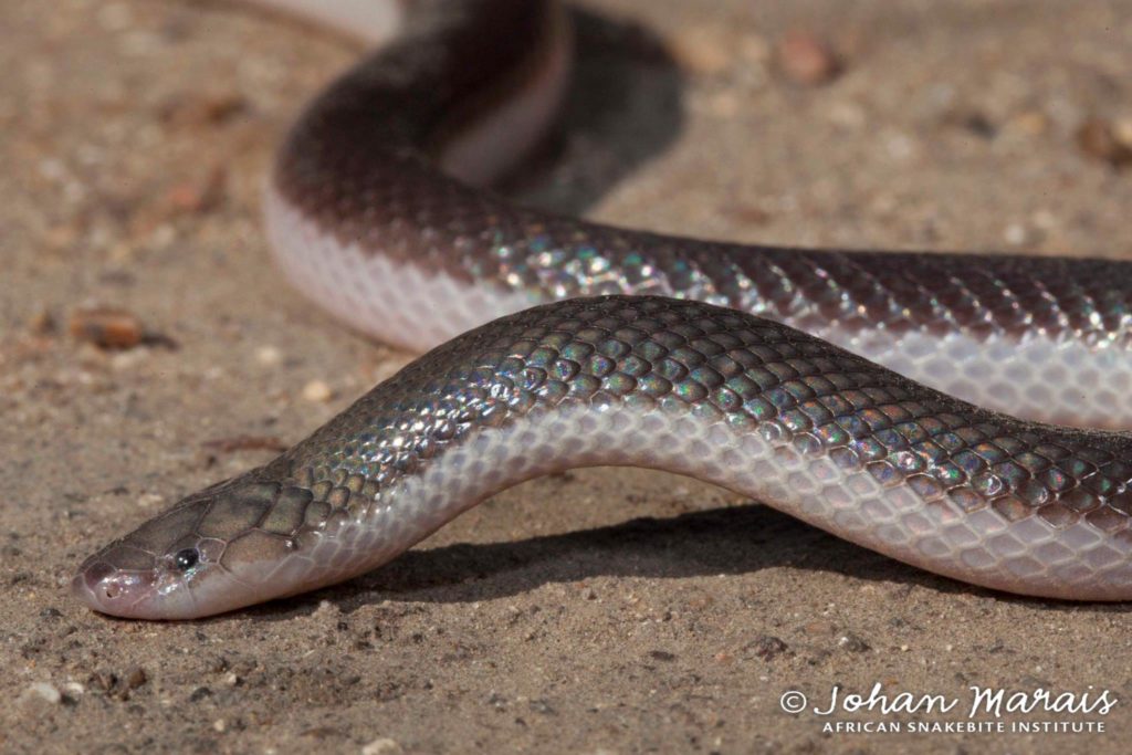 Beware of the Stiletto Snake - African Snakebite Institute