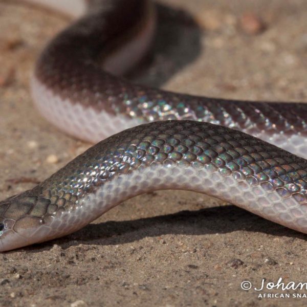 Snakes - Page 4 of 15 - African Snakebite Institute