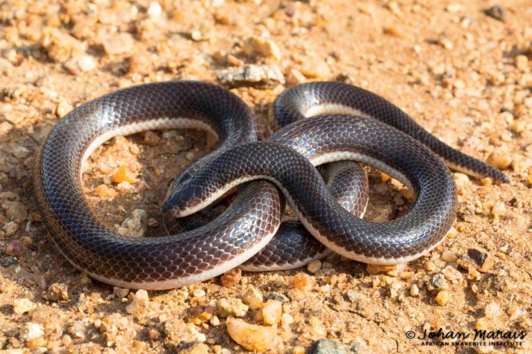 Beware of the Stiletto Snake - African Snakebite Institute