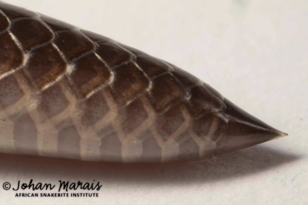 Beware of the Stiletto Snake - African Snakebite Institute