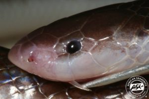 Beware of the Stiletto Snake - African Snakebite Institute