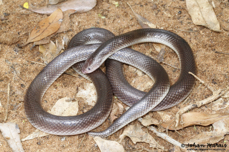 Beware of the Stiletto Snake - African Snakebite Institute