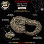 Albany Adder - African Snakebite Institute