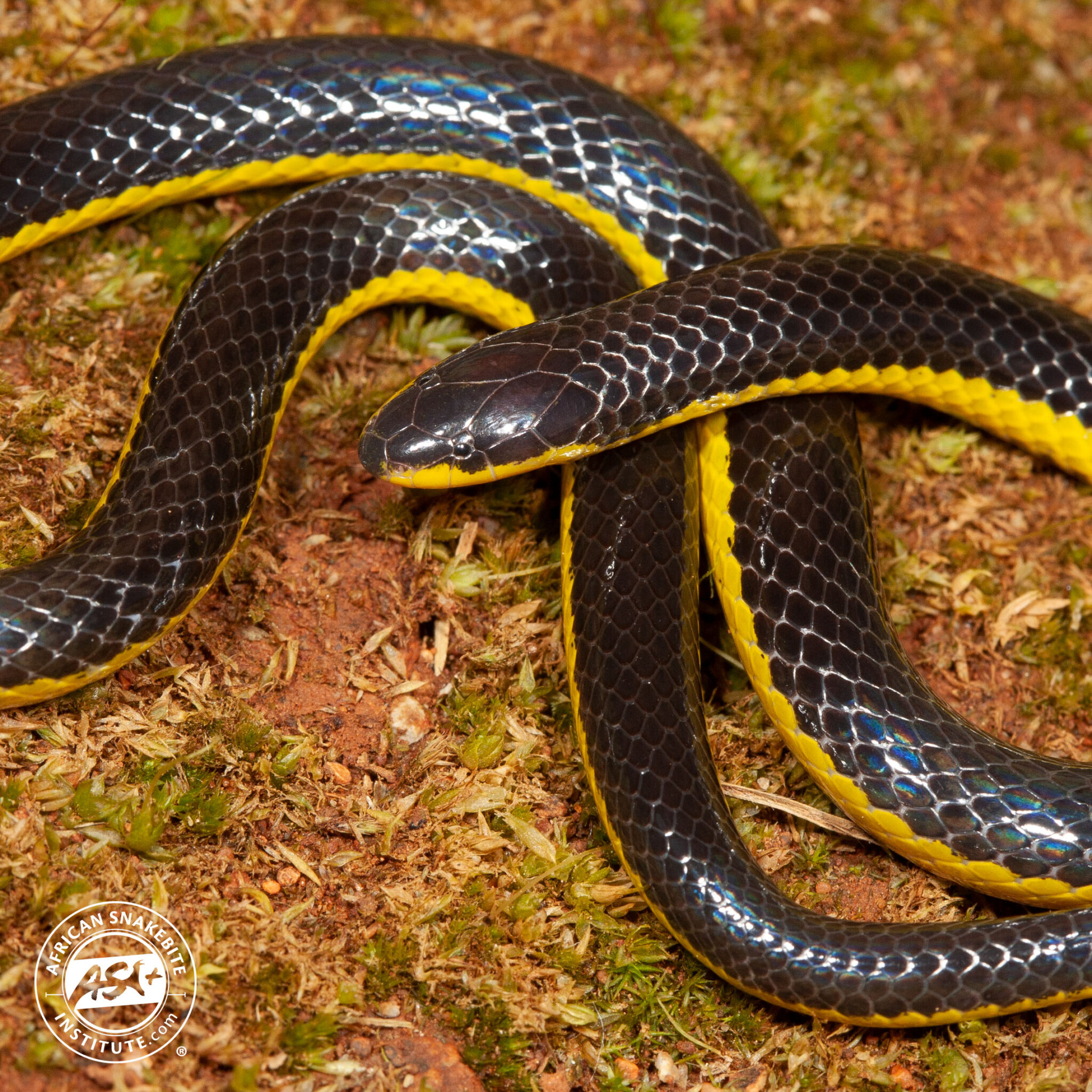 Eastern Purple-glossed Snake - African Snakebite Institute